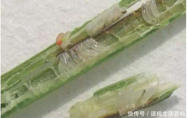 水稻褐飞虱大量发生 如何防治 做好这3点 科学防控谨防减产 快资讯