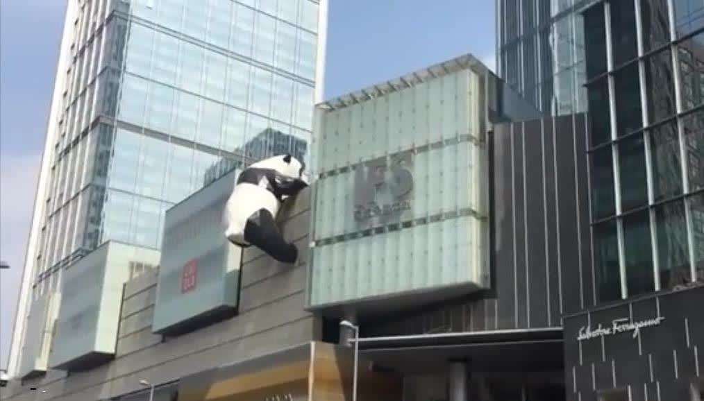 成都春熙路：“大熊猫爬墙”网红大熊猫的创意雕塑来源于哪里？_【快资讯】