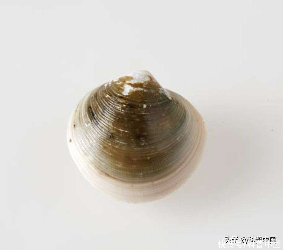 《长月烬明》里的桑酒，到底是种什么蚌？_【快资讯】