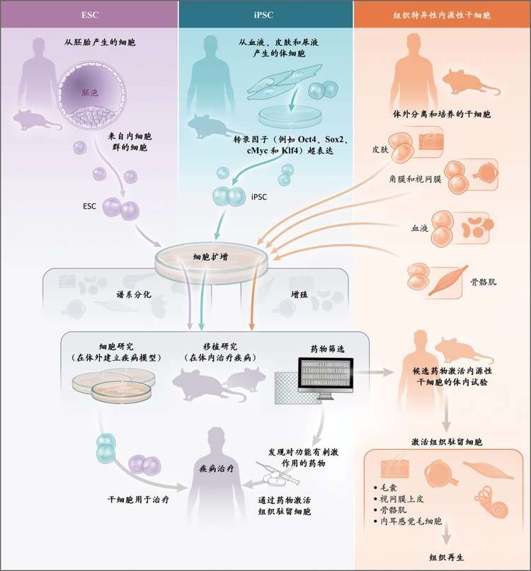 干细胞发展现状概述_【快资讯】