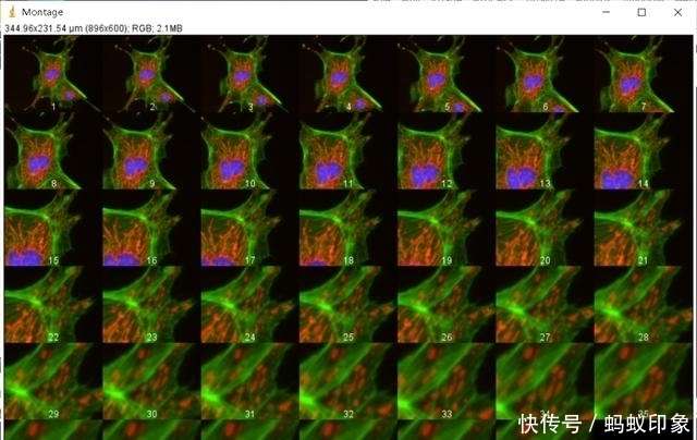 超详细！ImageJ局部放大动图、时间序列图像分析_【快资讯】
