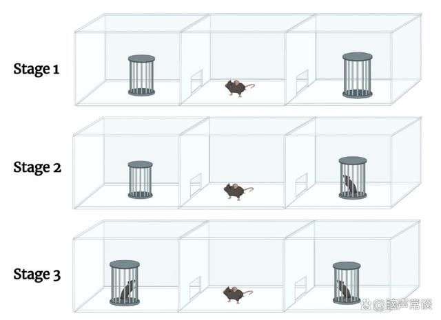 脑声常谈：小鼠三箱社交测试实验方法总结_【快资讯】