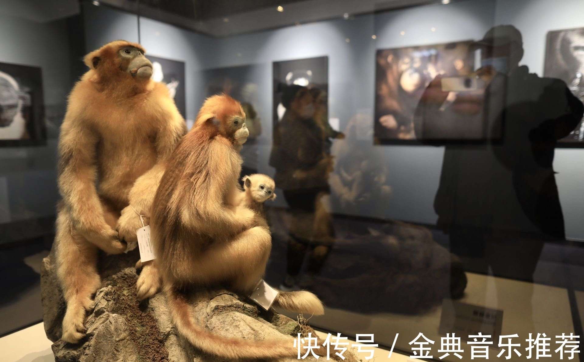 濒危动物摄影展亮相北京自然博物馆，可近距离观看动物“微表情”_【快资讯】